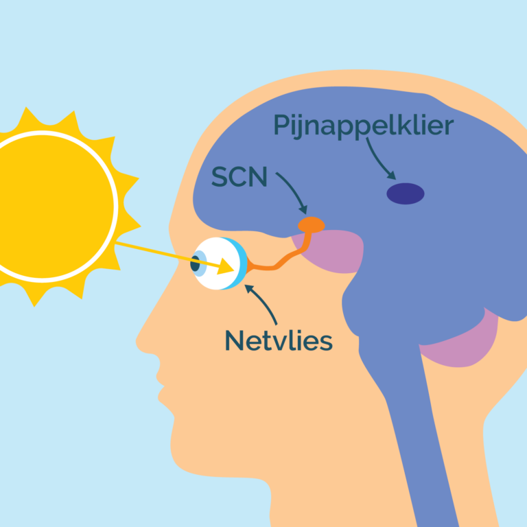 Hoe werkt de biologische klok? | Bioklok