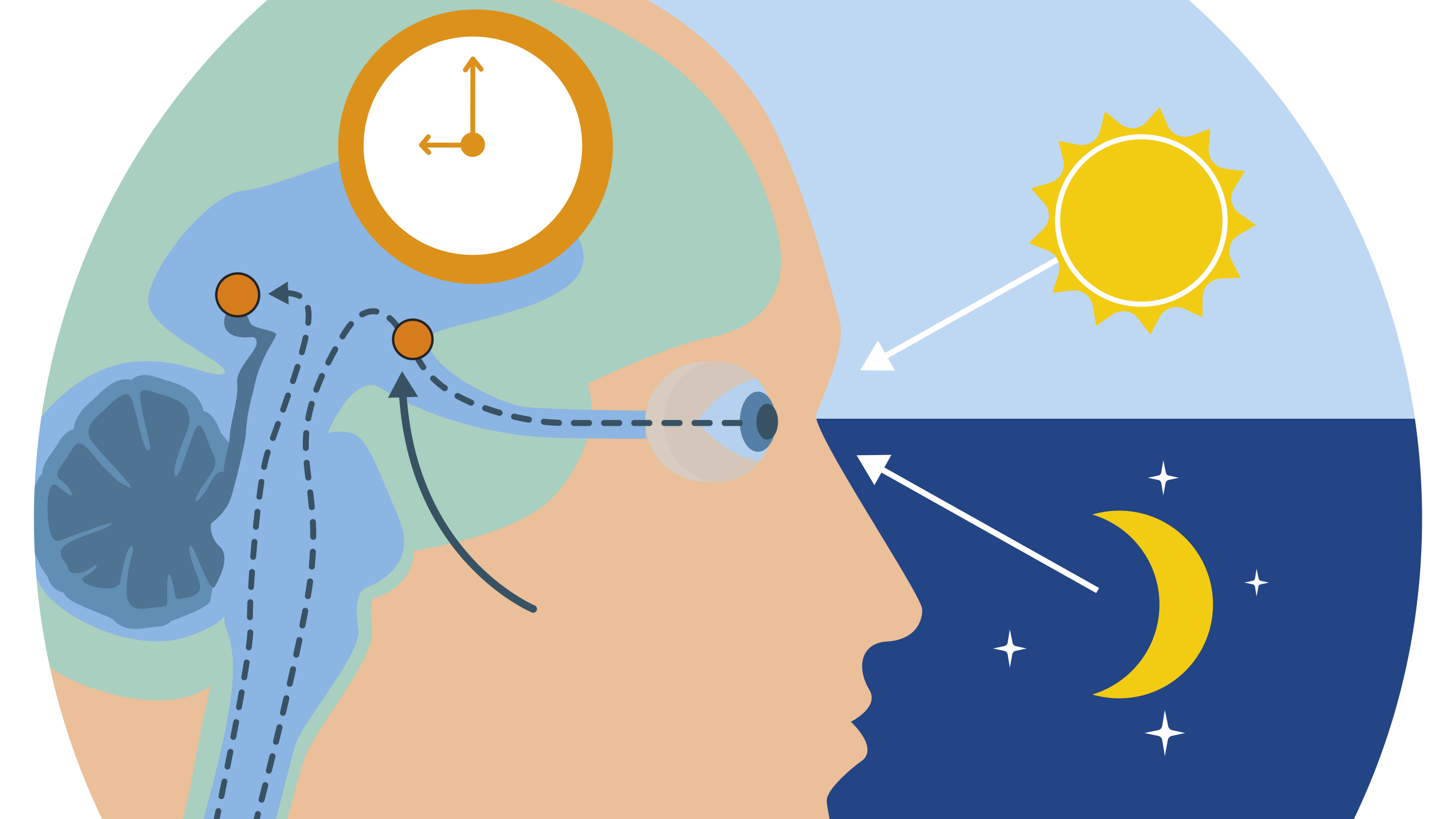 Hoe werkt de biologische klok? | Bioklok